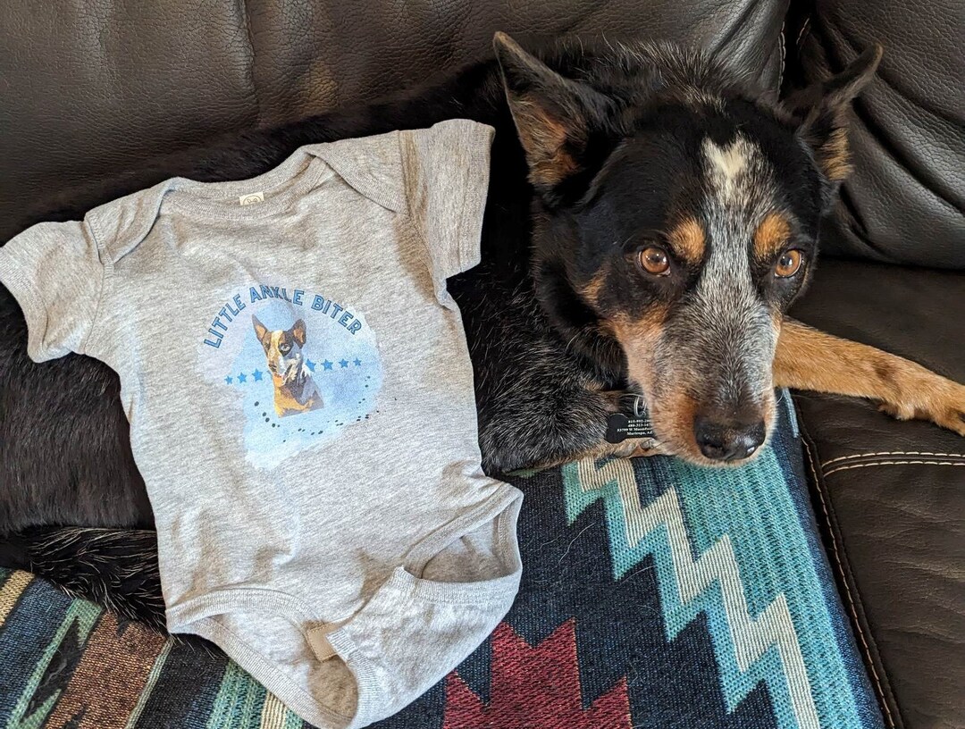 Little Ankle Biter-queensland Heeler - Etsy