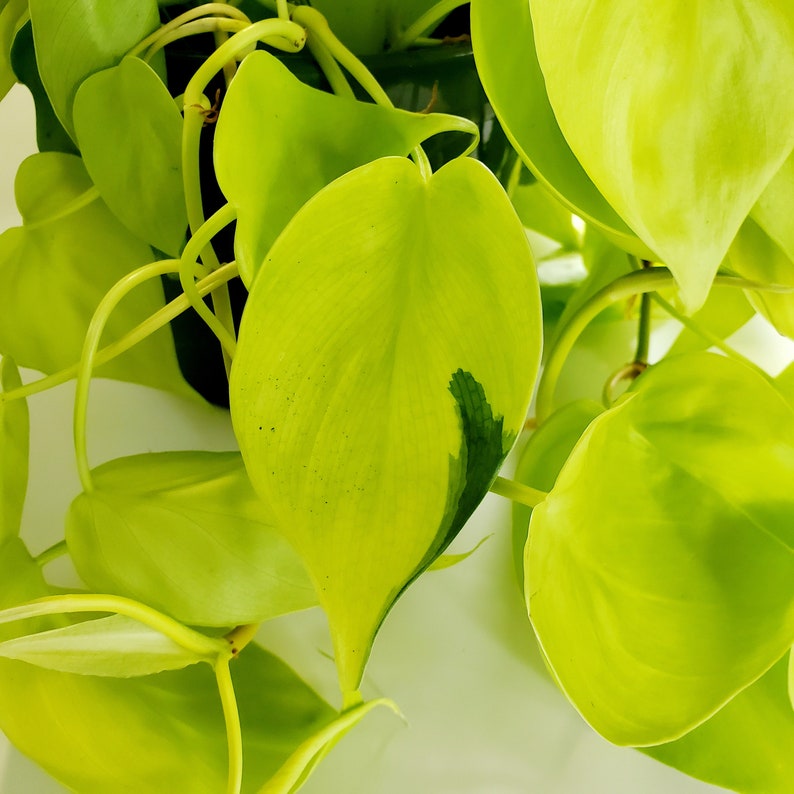 Neon Philodendron CUTTINGS Neon Pothos Lemon Lime | Etsy