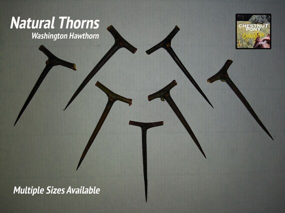 7 Thorns From Real Washington Hawthorn Tree Very Sharp - Etsy