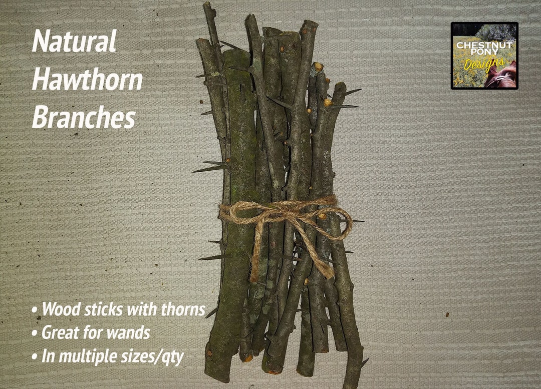 Branches of Washington Hawthorn Tree - Herbal Remedies, Carving Wands ...