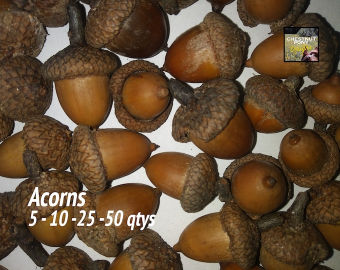LARGE Acorns Natural Real Acorns Rustic Decor Thanksgiving Decorations ...