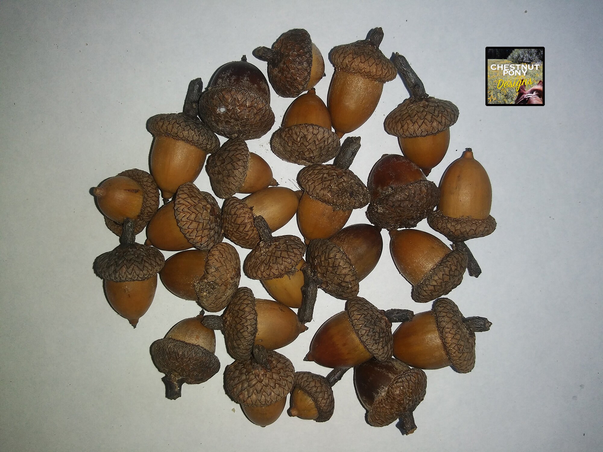 Acorns - Crafting, Floral Decor, Eco-friendly Oak Settings & Artwork ...