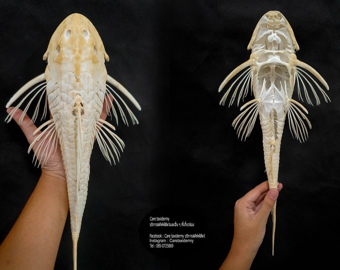 Ikan asli pupus 15 tahun lagi?