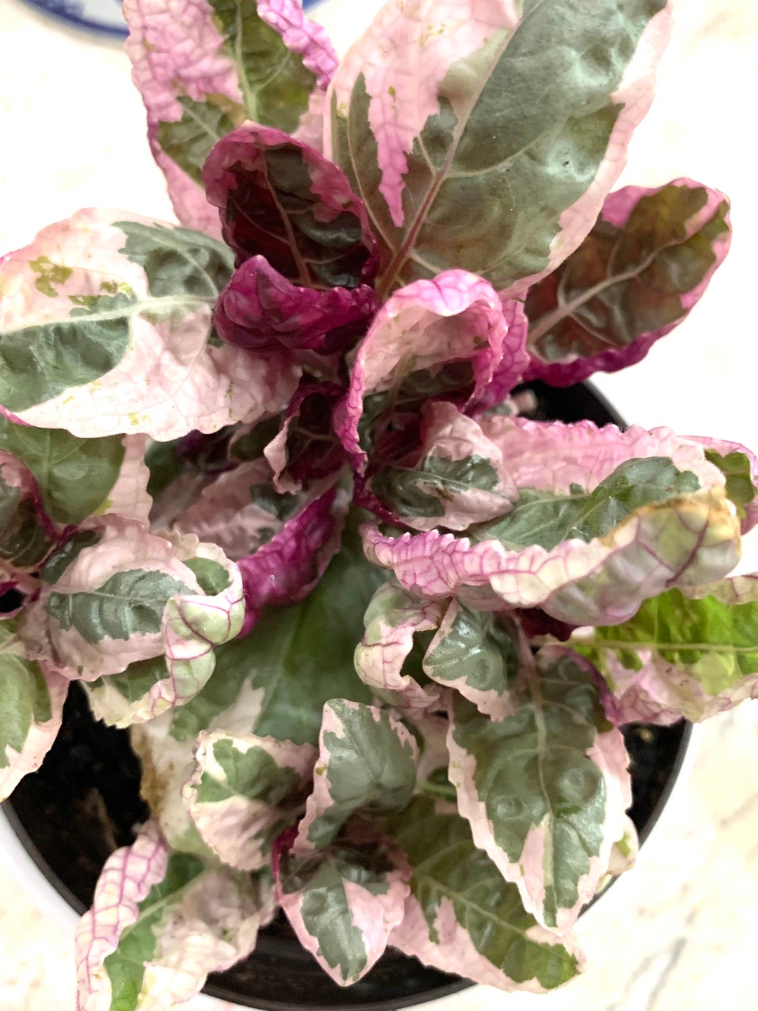 Variegated Purple Snow White Waffle Plant Hemigraphis Alternata Belgian ...