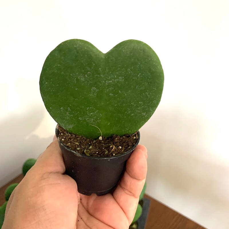 Hoya Kerrii - Etsy