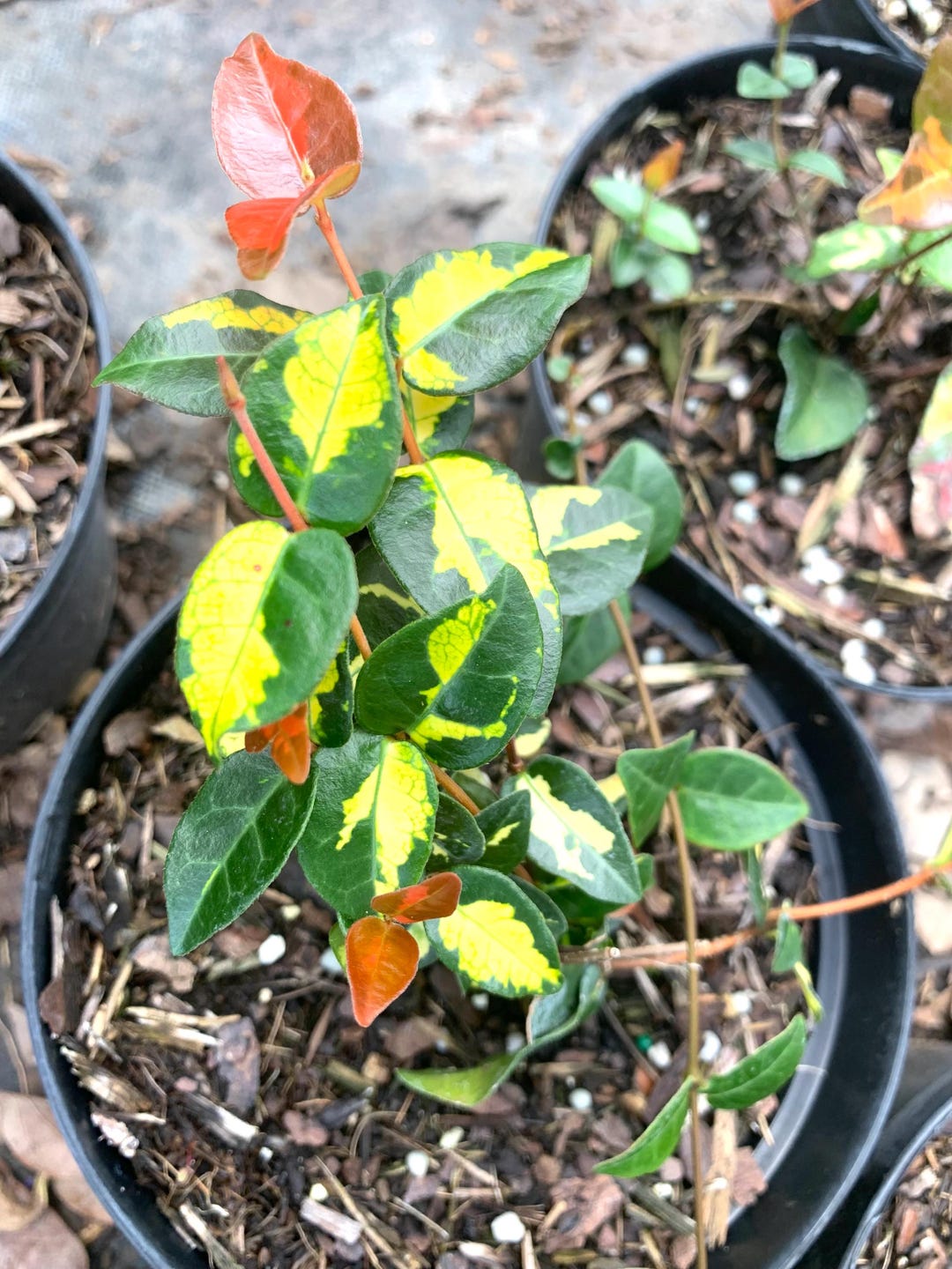 Tropical Summer Sunset Jasmine Minima Variegated Vine in 6” Pot Live ...