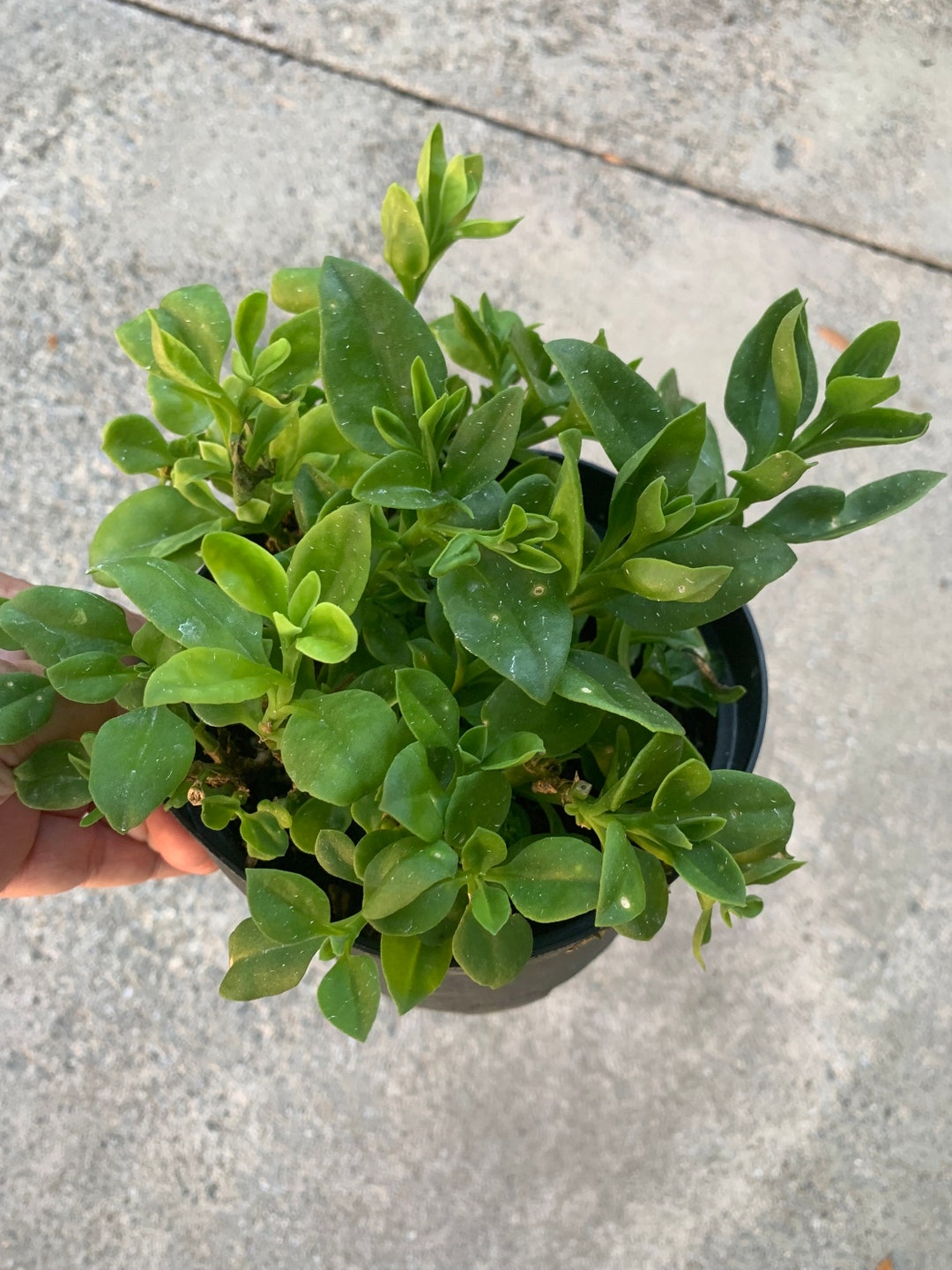 Baby Sun Rose “mezoo Mezzo” Ice Plant (mesembryanthemum Crystallinum ...