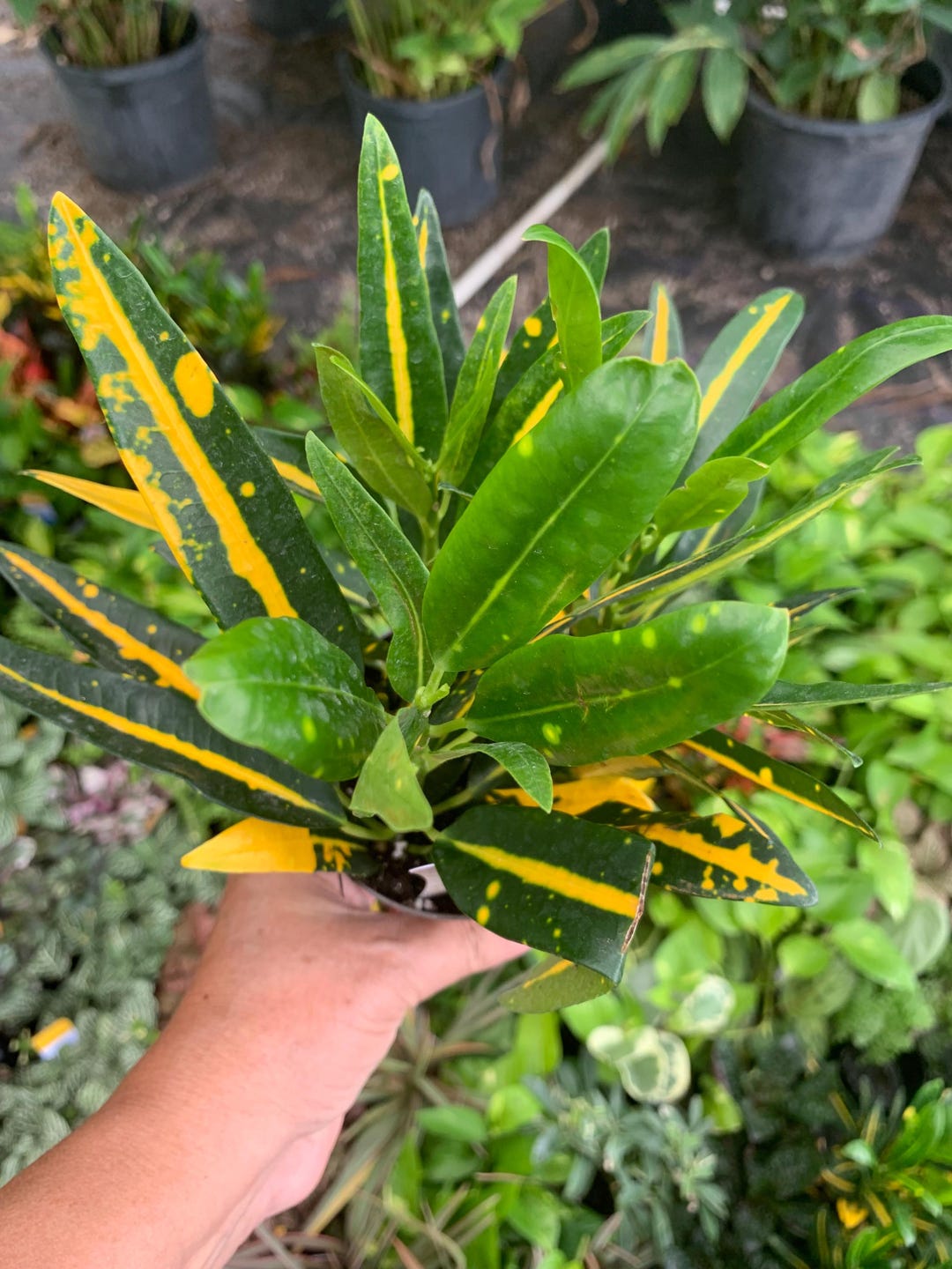 Croton ‘sunny Star’ (codiaeum Variegatum) – Live Variegated Houseplant ...