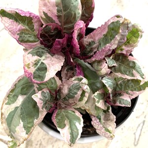 Variegated Purple Snow White Waffle Plant (hemigraphis Alternata ...