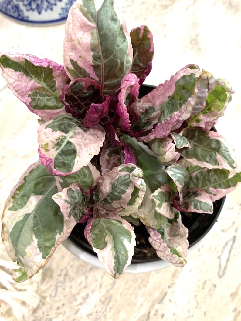 Variegated Purple Snow White Waffle Plant Hemigraphis - Etsy