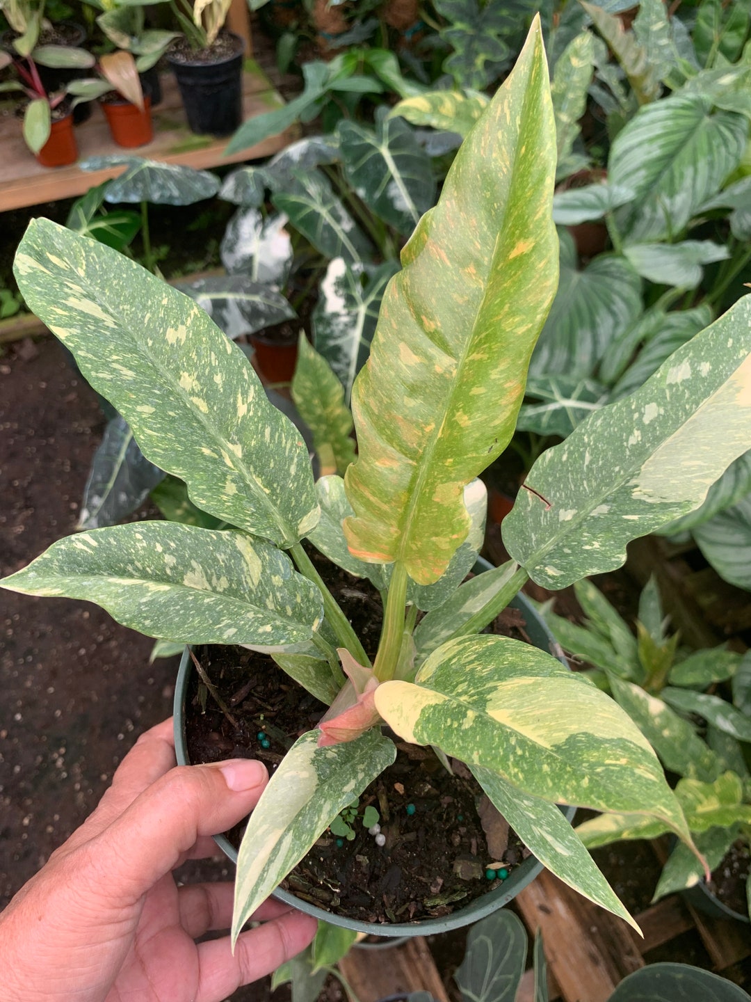 Variegated Philodendron Ring of Fire Live House Plant in 6 Pot - Etsy