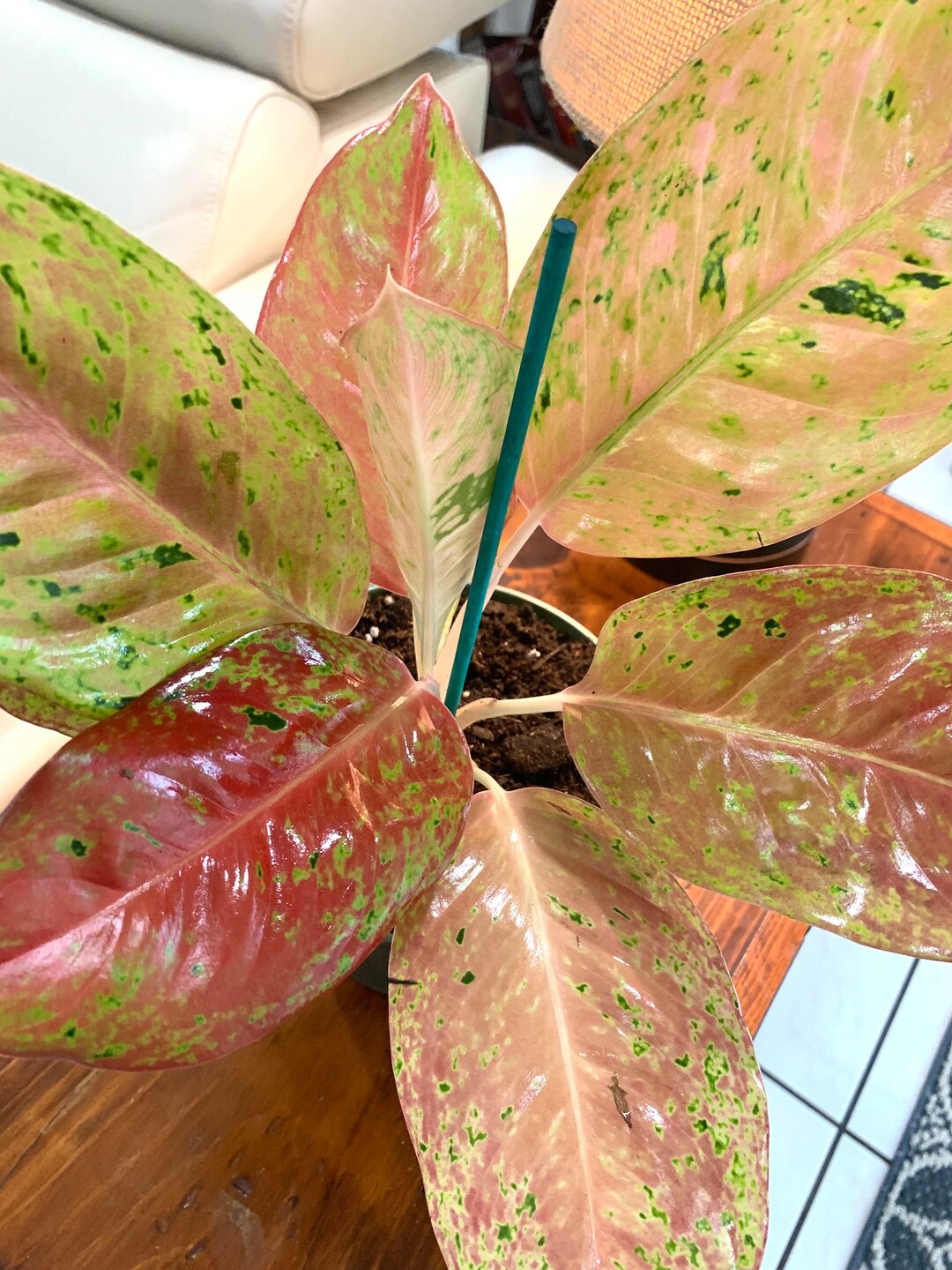 Aglaonema Pink Hybrid / Aglaonema Big Roy Two Tone Moonstone Pink ...