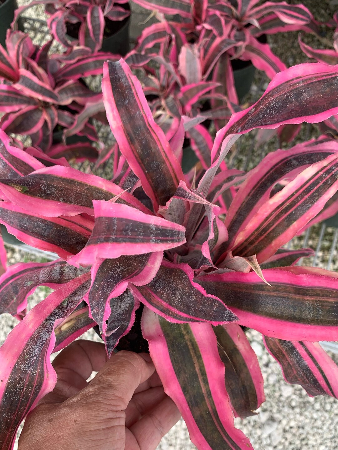 Red Baron Bromeliad (cryptanthus) – Live Plant in 5” Pot With Soil ...