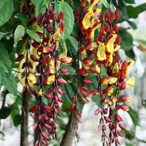 Indian Clock Vine Thumbergia Mysorensis - Etsy