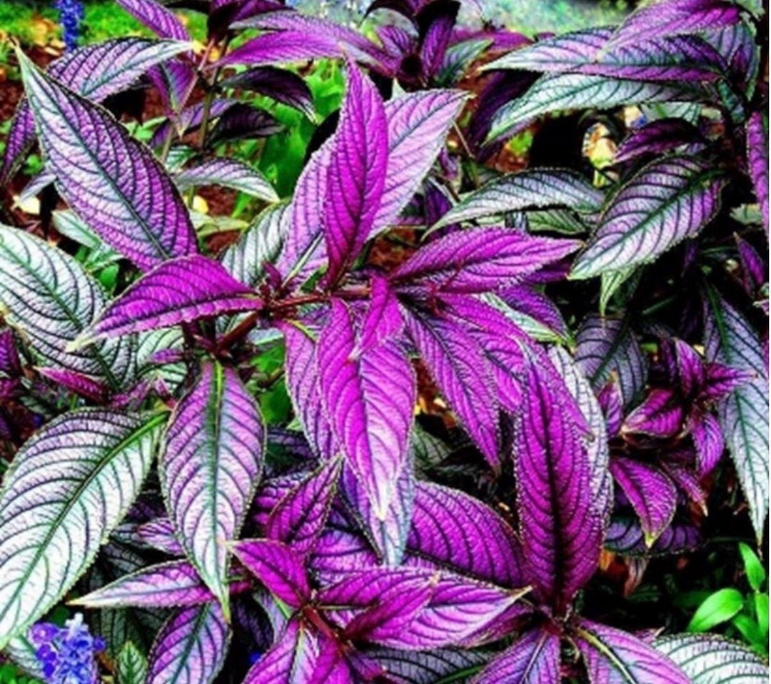 Persian Shield Strobilantes Dyeriana or Royal Purple Plant in 6” Pot - Etsy