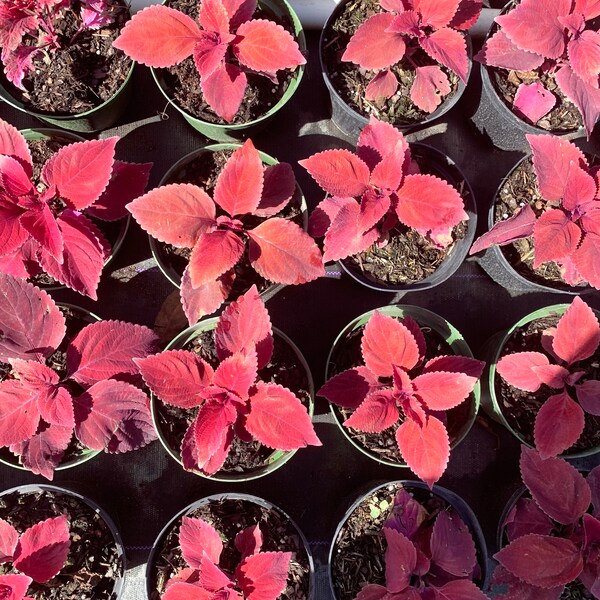 Coleus Plant - Etsy