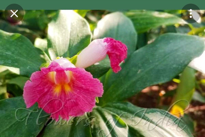 Costus African Princess Cameroon Ginger Rhizome Fissiligulatus - Etsy