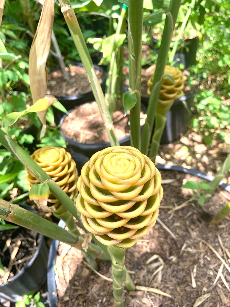 Shampoo Ginger Awapuhi Rhizome Root Yellow Pinecone Version - Etsy