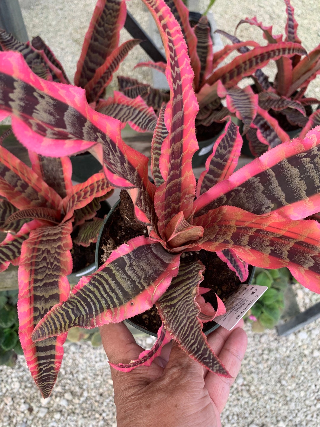 Elaine Earth Star Bromeliad Cryptanthus Live Plant in 5 Pot With Soil ...