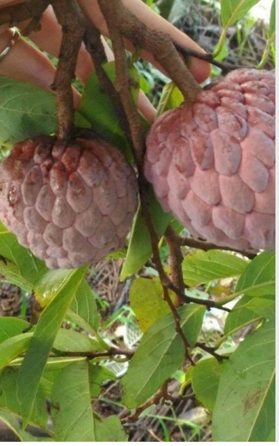 Red Annona Squamosa Sugar Apple Small Tropical Fruit Tree - Etsy