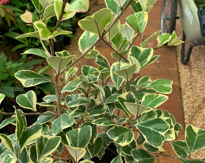 Ficus Triangularis ‘variegata’ | Variegated Dwarf Fig in 6” Pot | Rare ...