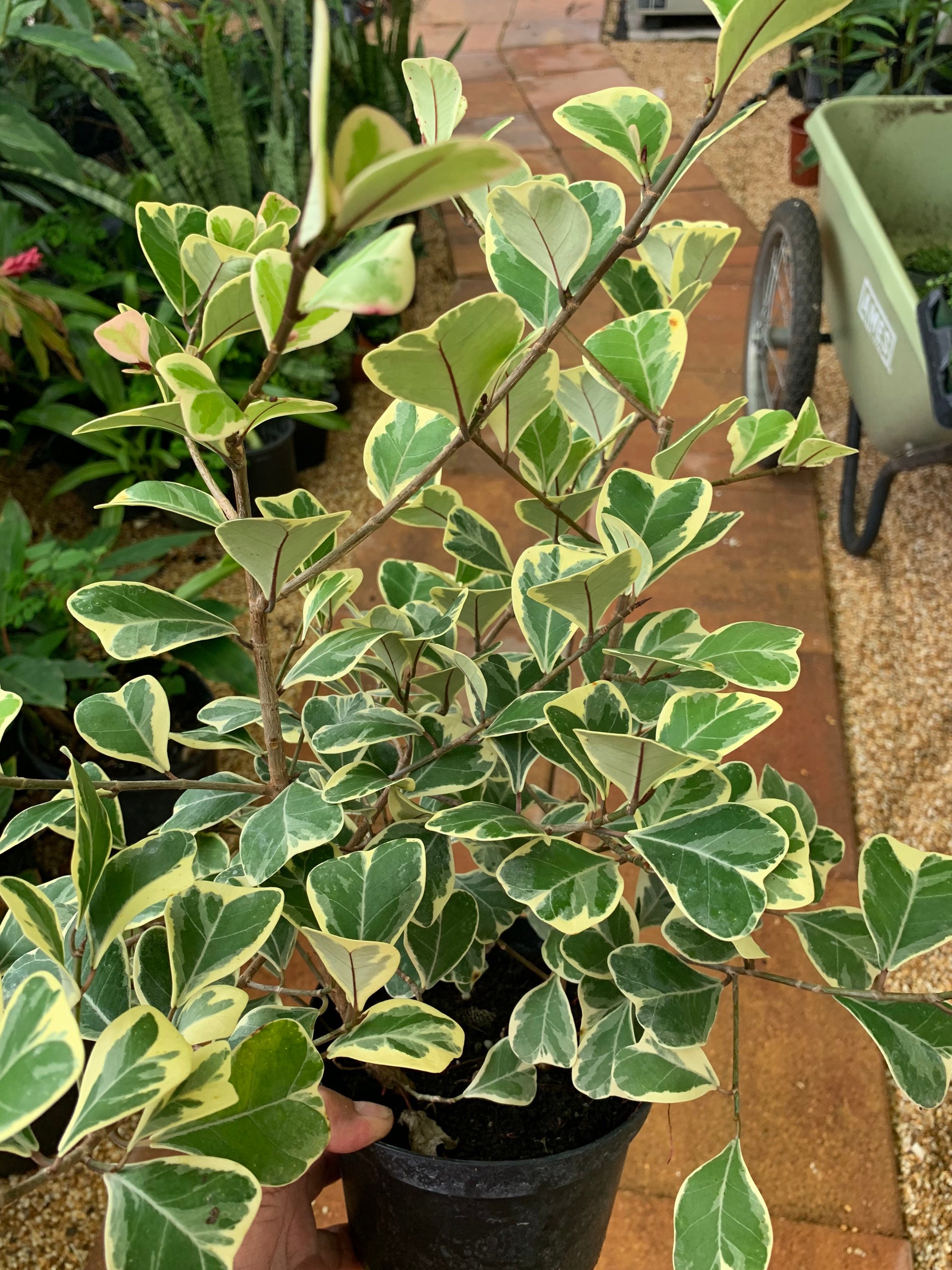 Ficus Variegated Variegata 6 pot dwarf Triangularis fig plant | Etsy