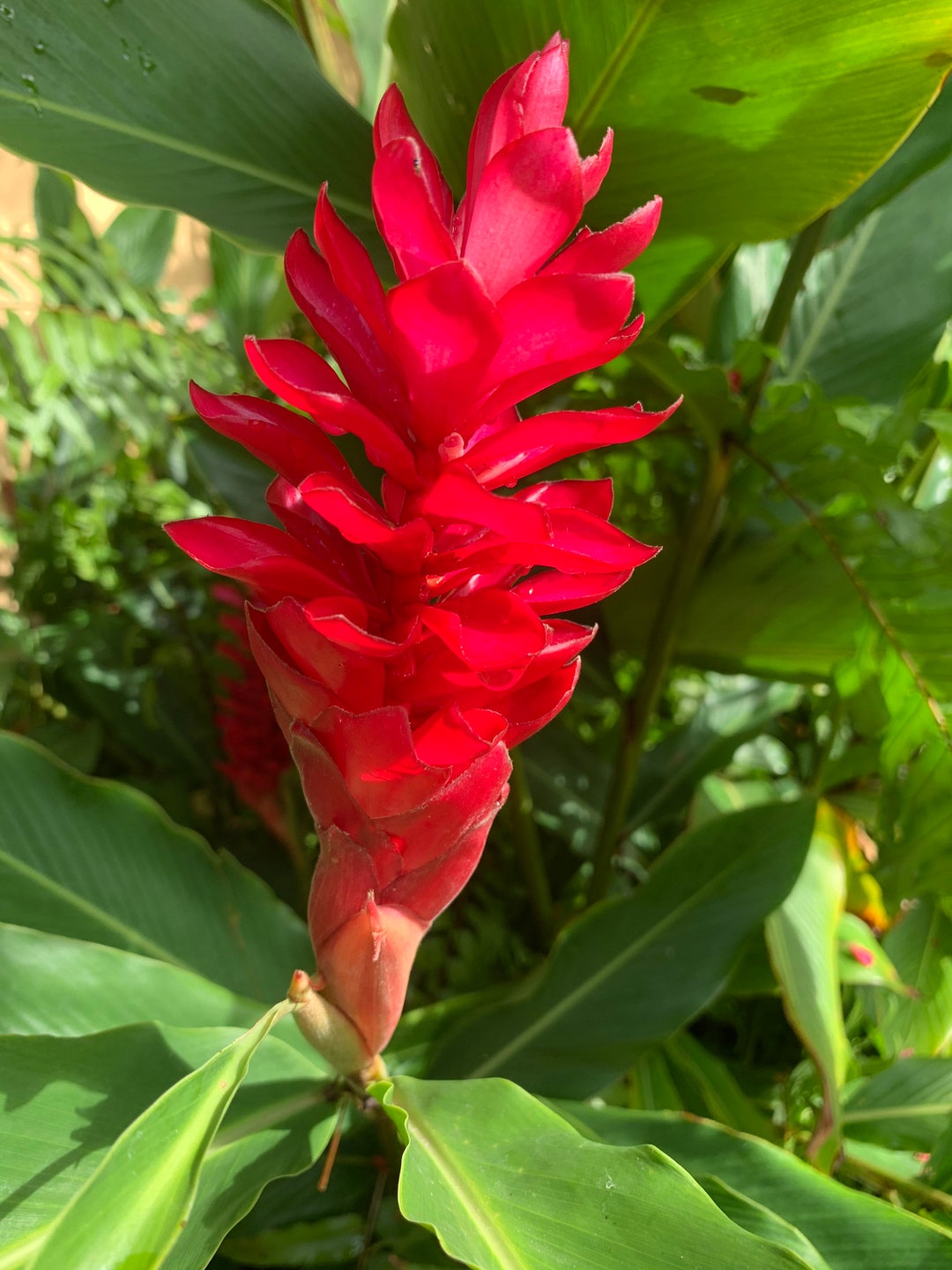Hawaiian Red Ginger (alpinia Purpurata) | Live Rhizome With Stalk ...