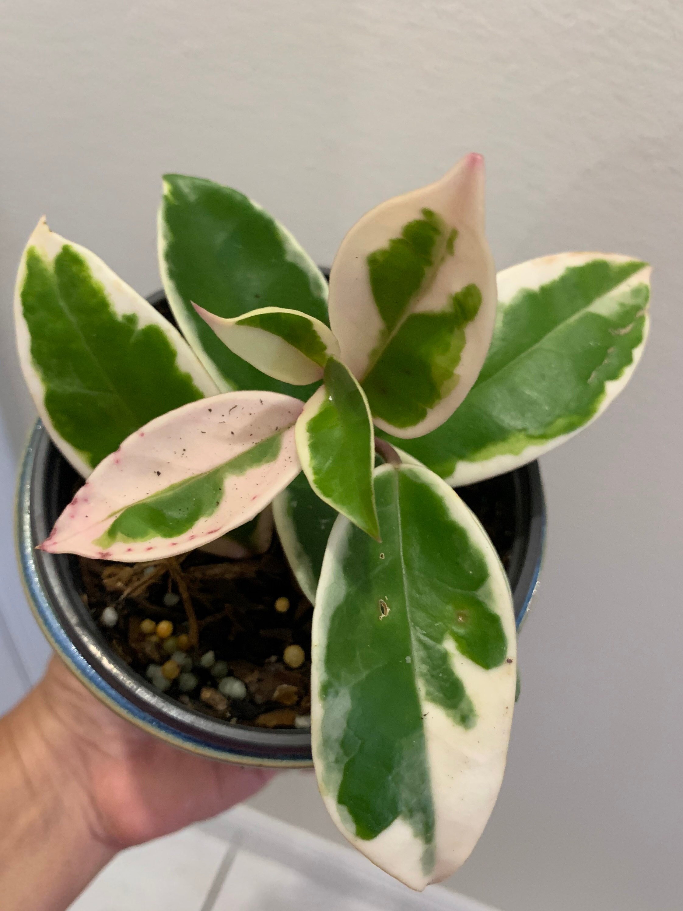 Hoya Carnosa Krimson Queen variegated tricolor wax starter | Etsy