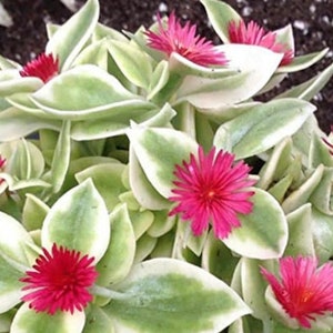 Baby Sun Rose Pink/red Variegated Succulent Plant 6 Pot With Soil - Etsy