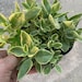 Baby Sun Rose Pink/red Variegated Succulent Plant 6 Pot With Soil - Etsy