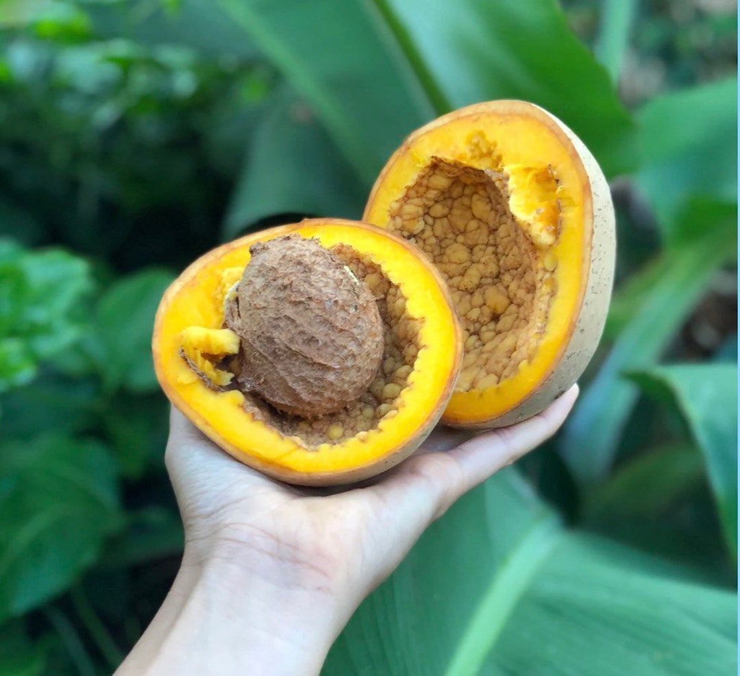 Mammea Americana Mamey Tropical Fruit Tree - Young Live Plant in 1 ...