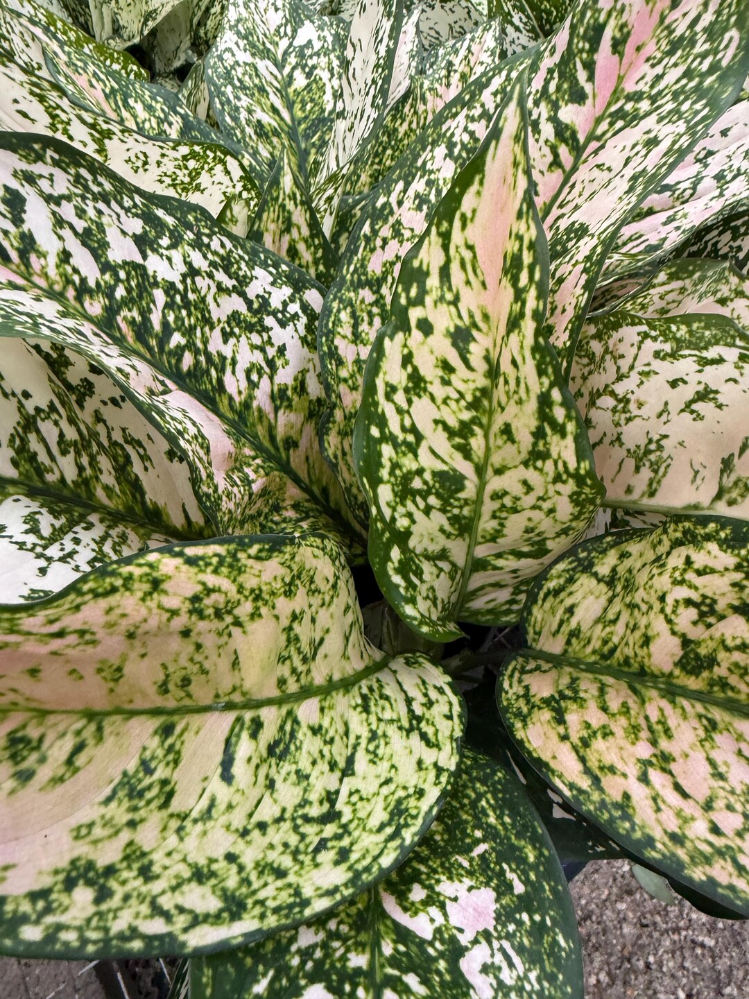 Aglaonema Etta Rose – Pink Princess Chinese Evergreen | Rare Pink ...