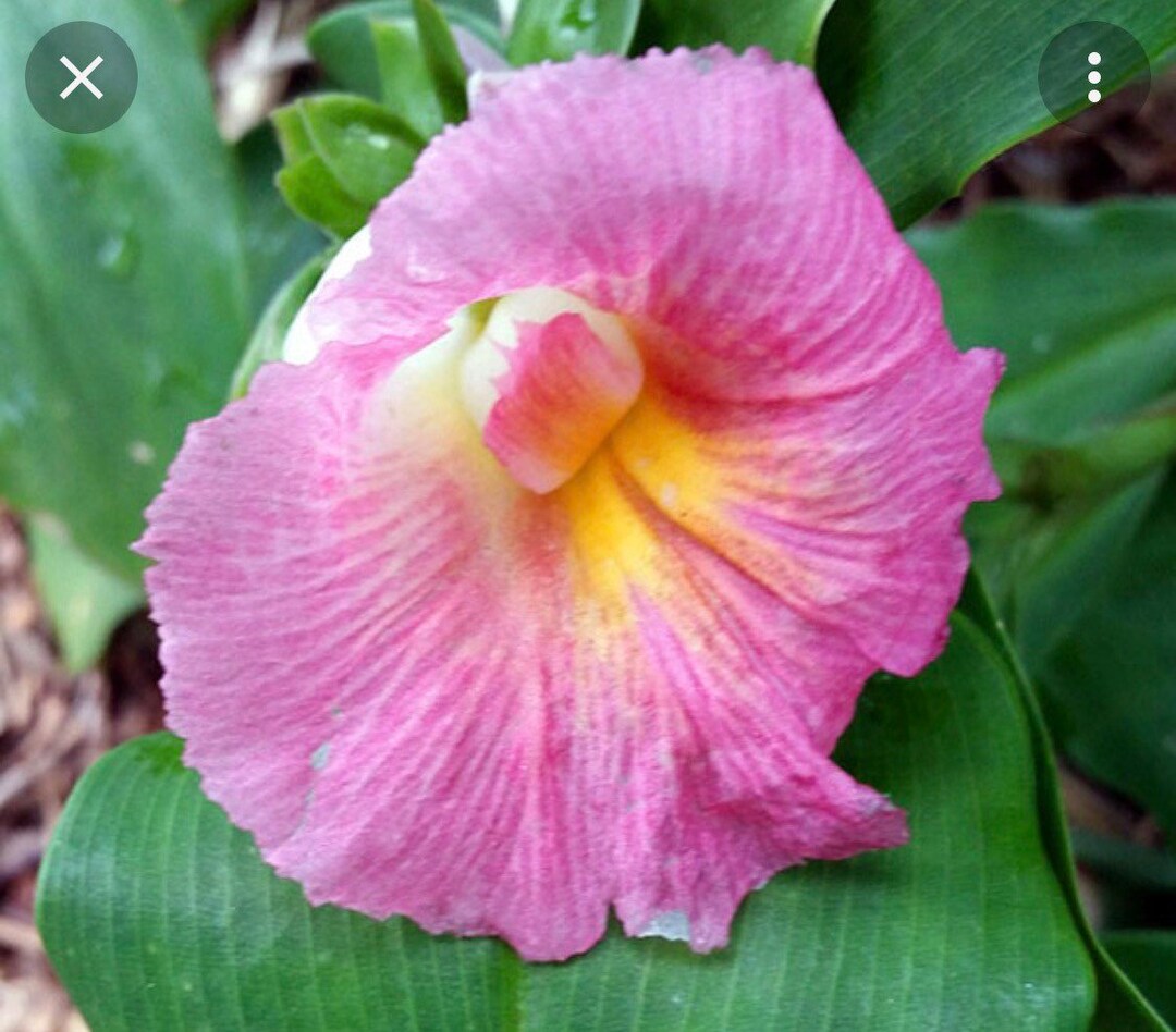 Costus African Princess Cameroon Ginger Wax Plant Rhizome ...