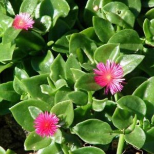 Baby Sun Rose “mezoo Mezzo” Ice Plant (mesembryanthemum Crystallinum ...