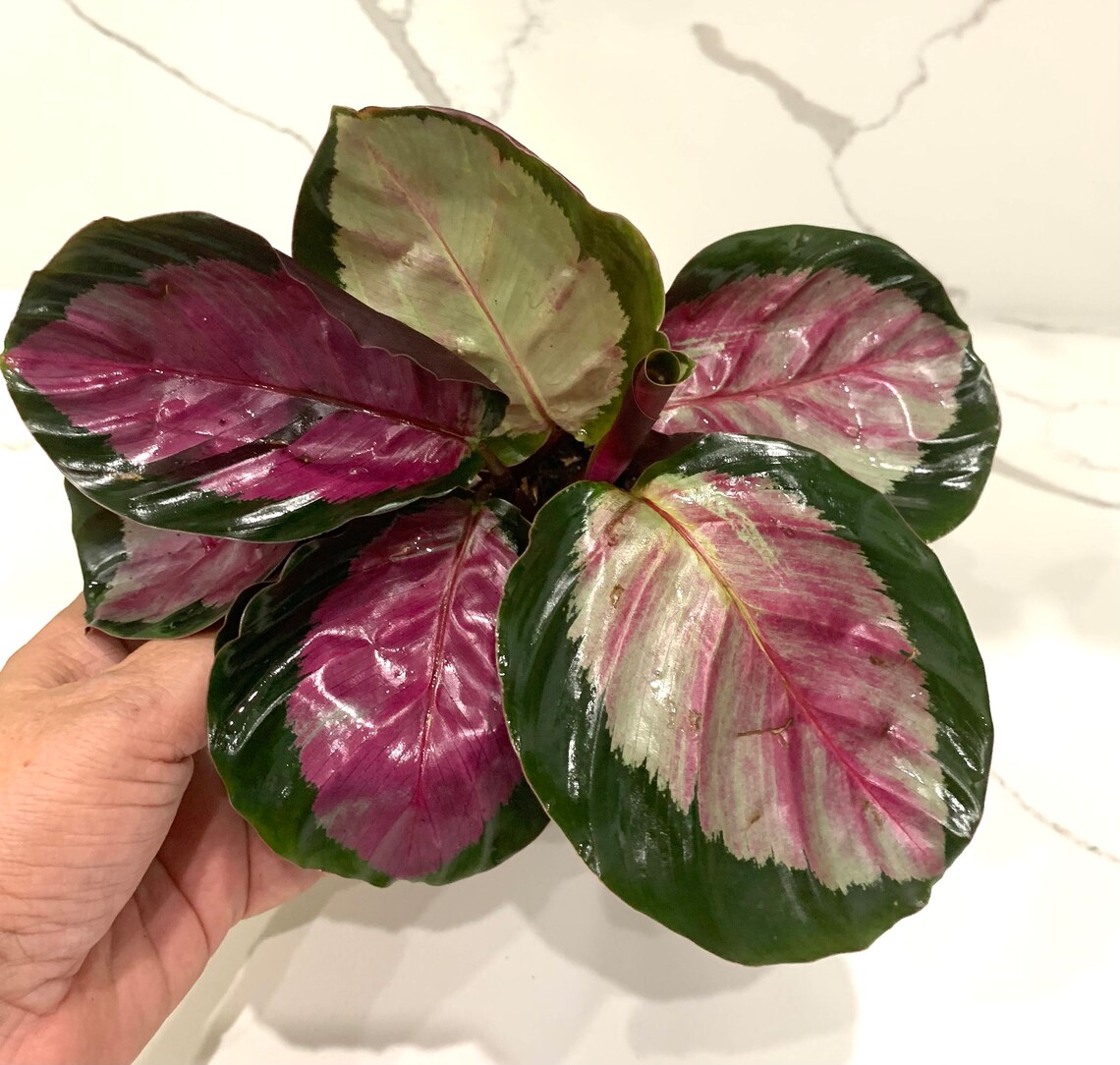Calathea Rosie Rosey Crimson Roseopicta Prayer Plant in Pot - Etsy