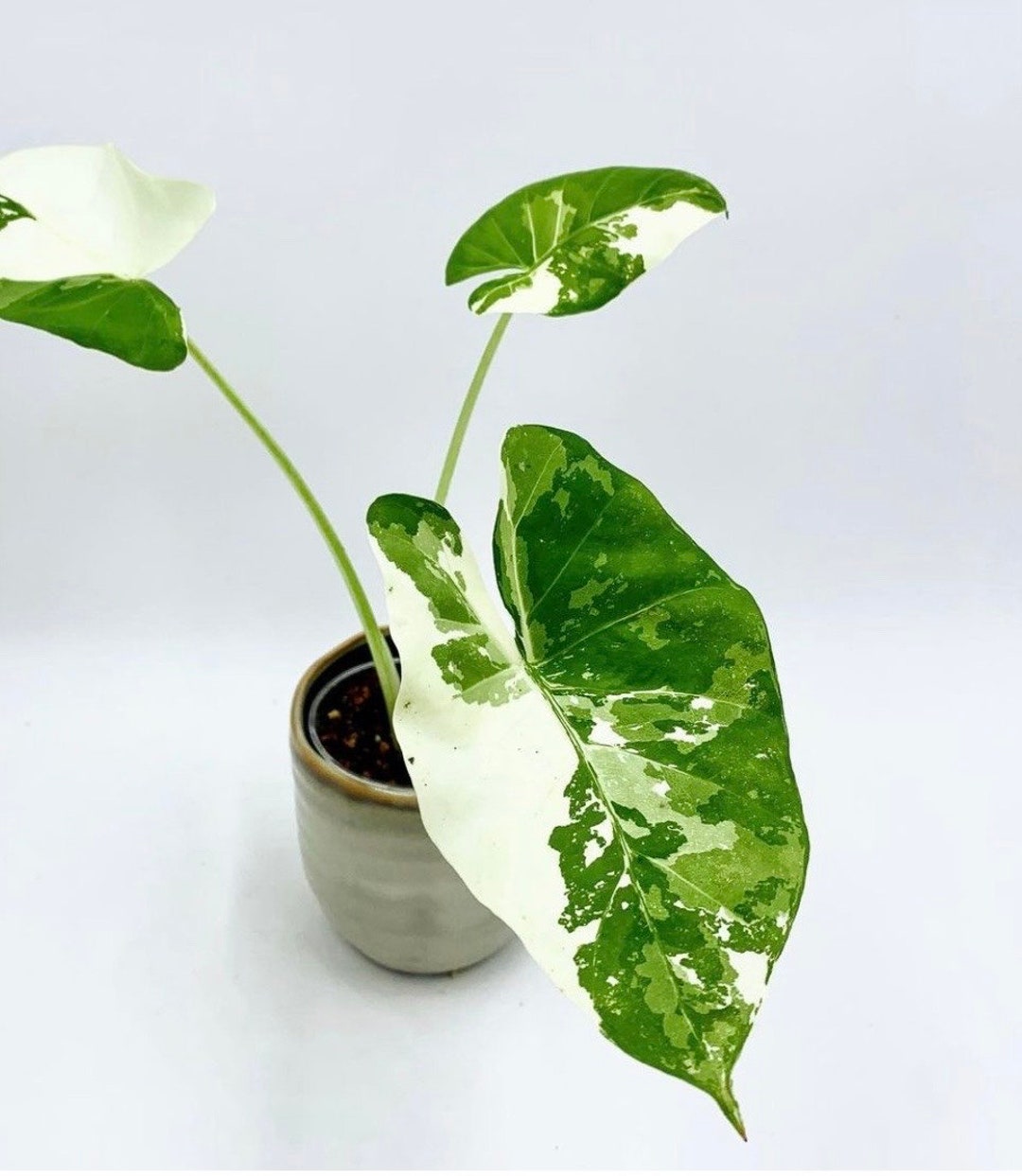 Alocasia Macrorrhiza ‘splash’ – Variegated Giant Taro Starter Plant ...