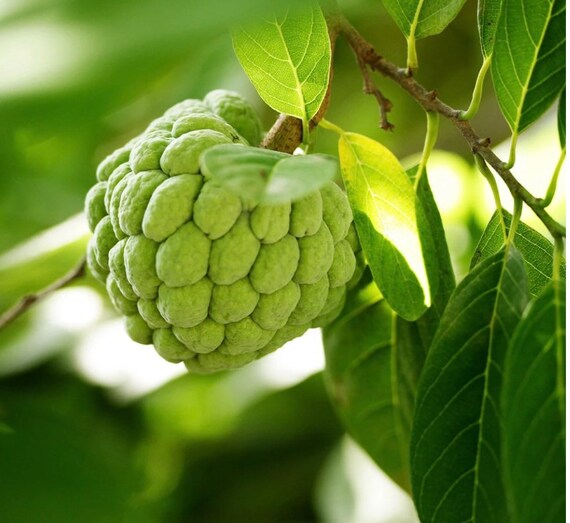 Annona Squamosa Tree