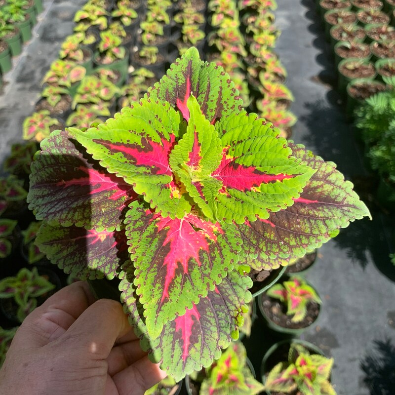 Coleus Plant - Etsy