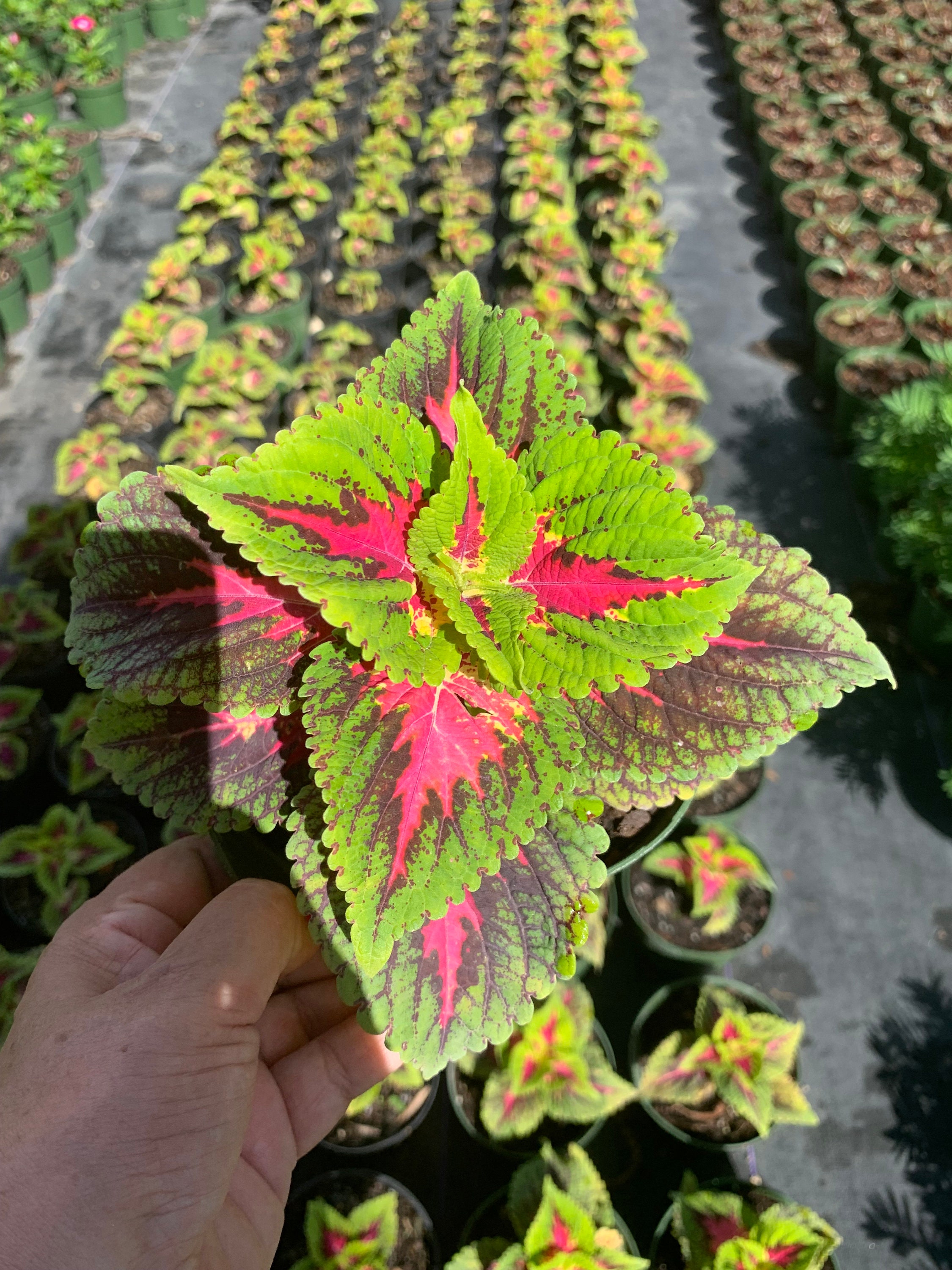 Coleus Kong Rose in 6 Pot Live Plant - Etsy