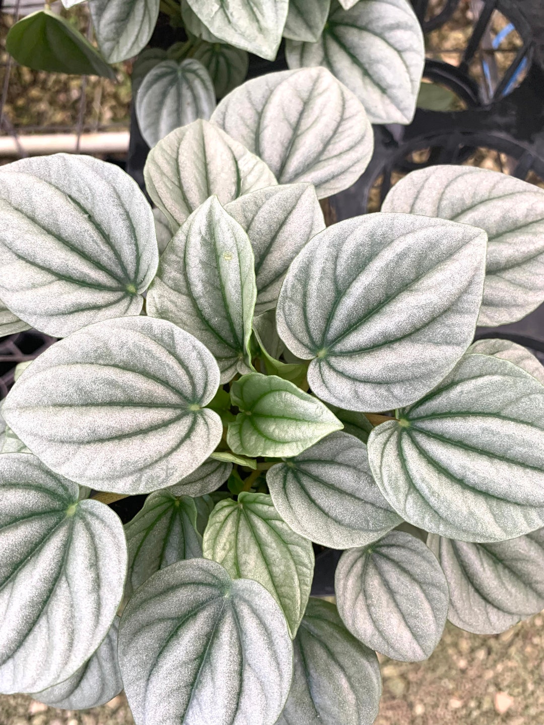 Peperomia Frost Silver Plant - Etsy