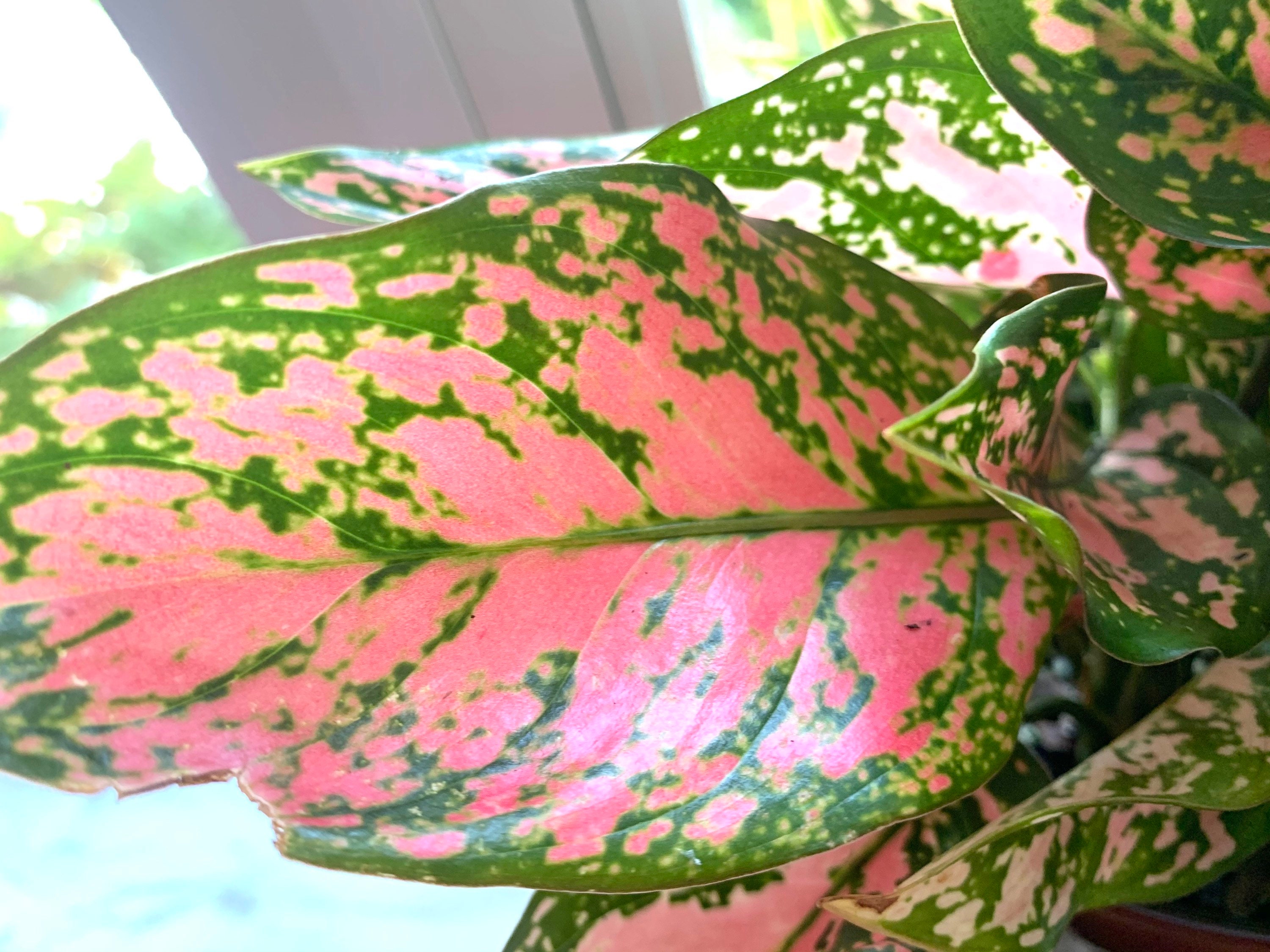 Aglaonema Pink Lady Valentine Chinese Evergreen Pink/green/red - Etsy