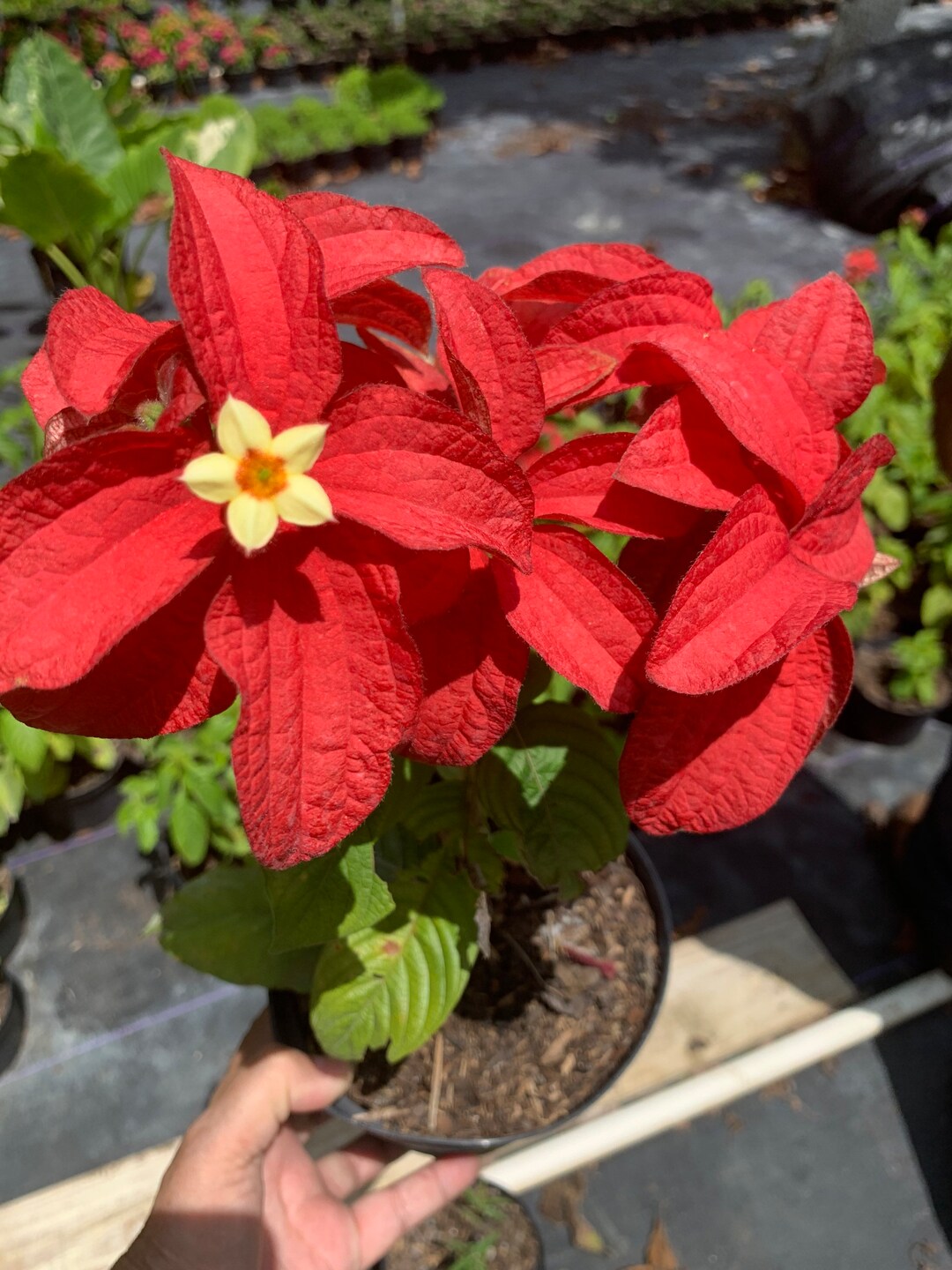 Mussaenda Ashanti Red Starter Plant – Tropical Flowering Plant in 6 ...