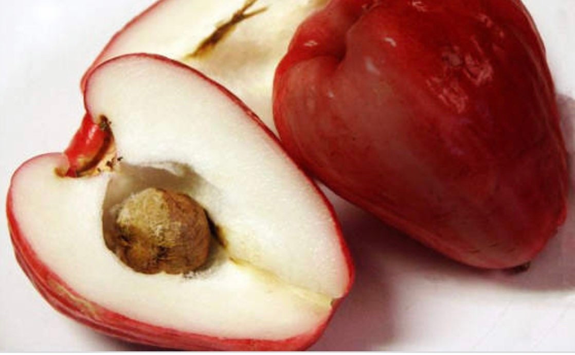 Malay Apple Syzygium Malaccense Mountain Apple Small Tree 12 | Etsy