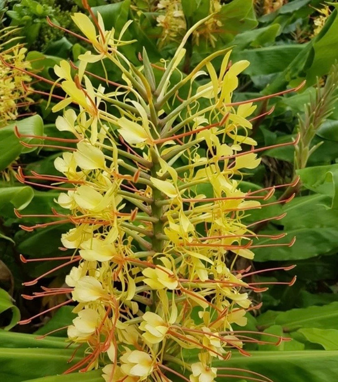 Yellow Hedychium Butterfly Lily Fragrant Ginger Rhizome / Cream Garland ...