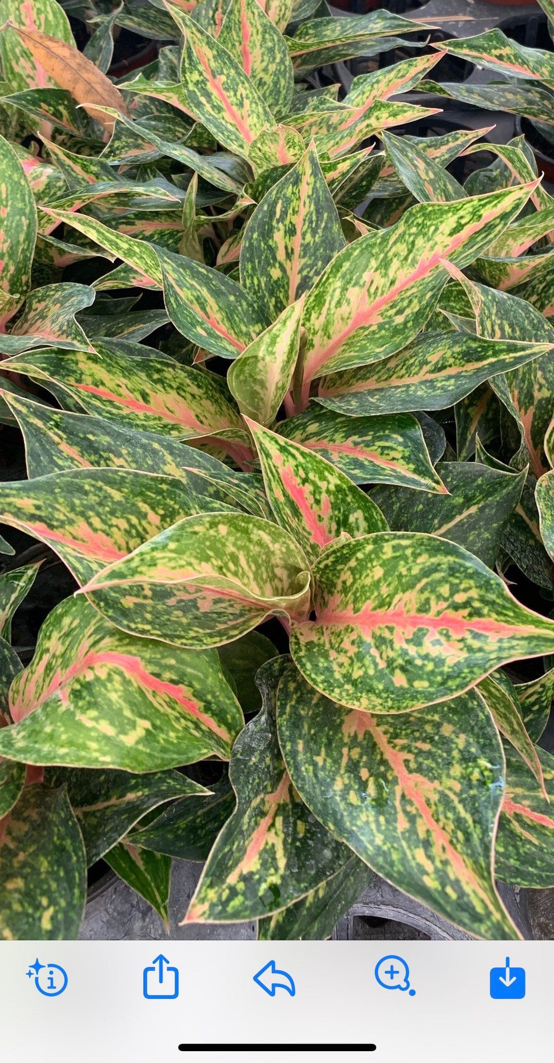Aglaonema Sparkling Sarah Chinese Evergreen Plant in 4 Pot - Etsy