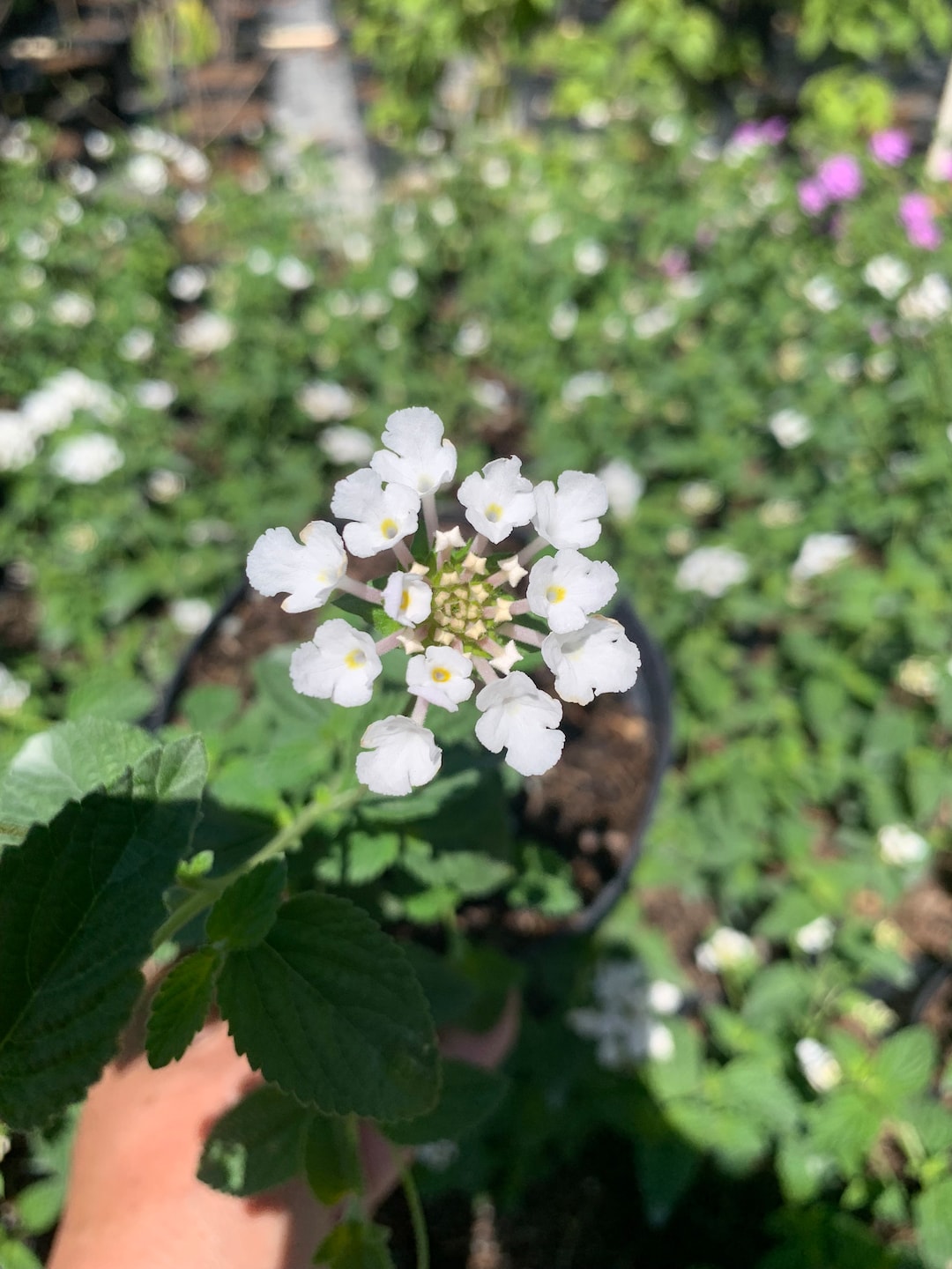 Lantana – White Flowering Trailing Plant in 6” Pot – Live Plant for ...