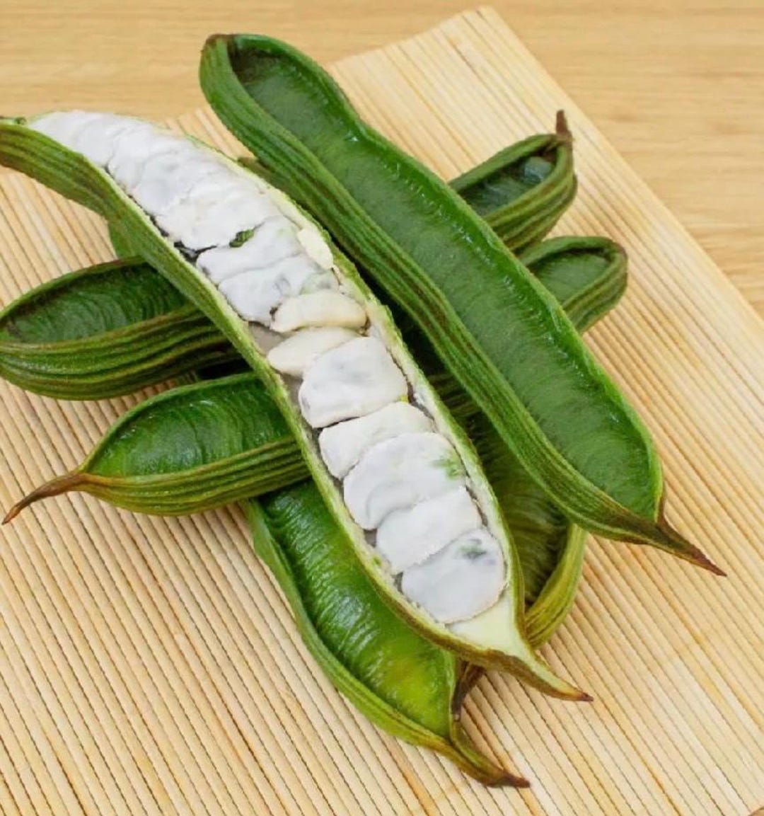 Ice Cream Bean Tree – Live Tropical Guarma / Inga Feuilleei Fruit Tree ...