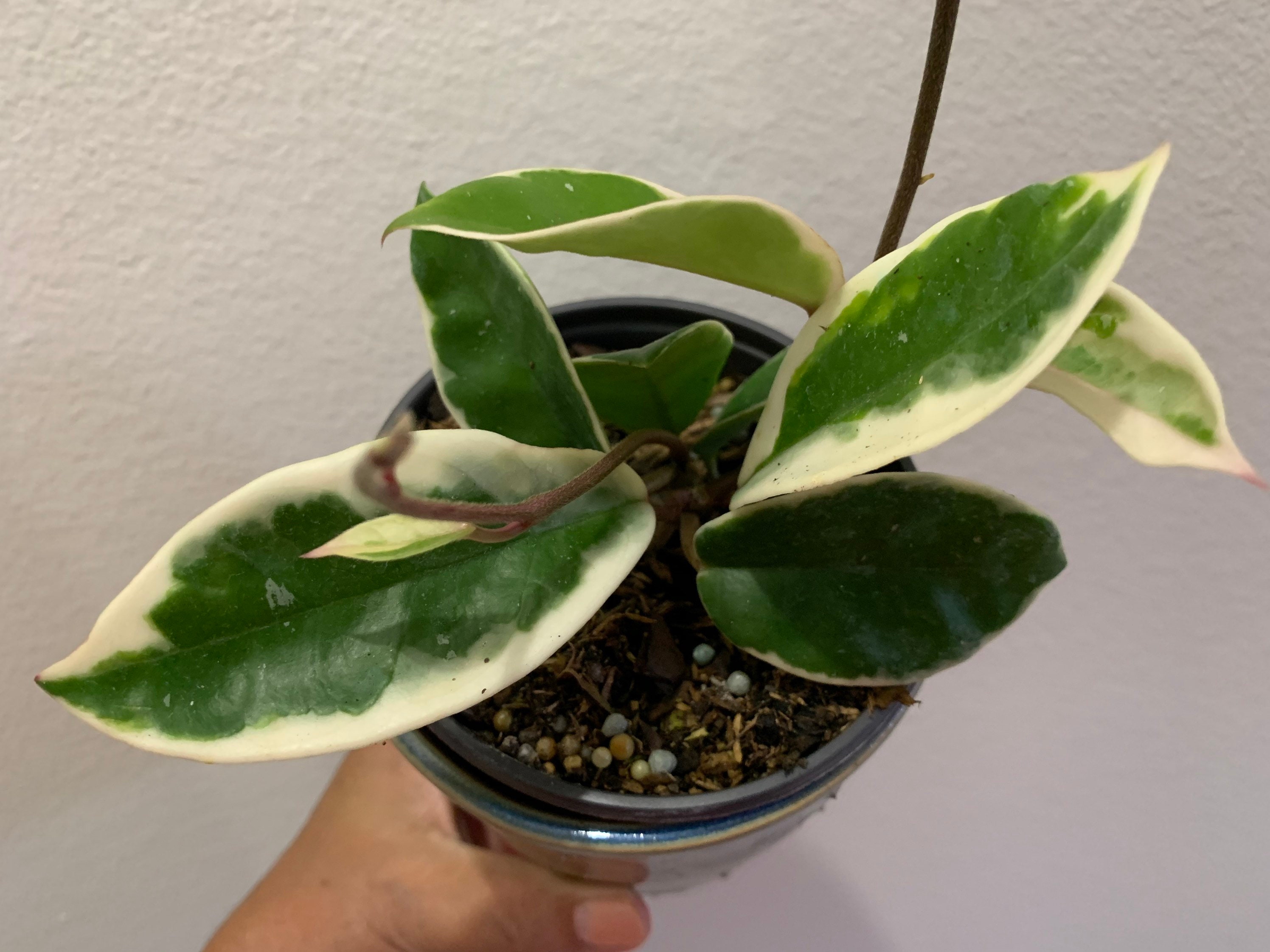 Hoya Carnosa Krimson Queen variegated tricolor wax starter | Etsy