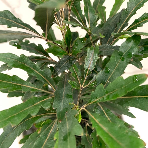 False Aralia Plant - Etsy