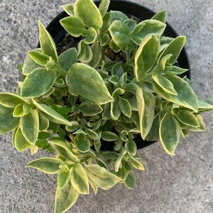 Baby Sun Rose Pink/red Variegated Succulent Plant 6 Pot With Soil - Etsy